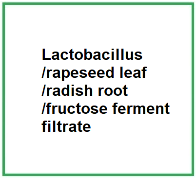 Lactobacillus/rapeseed leaf/radish root/fructose ferment filtrate